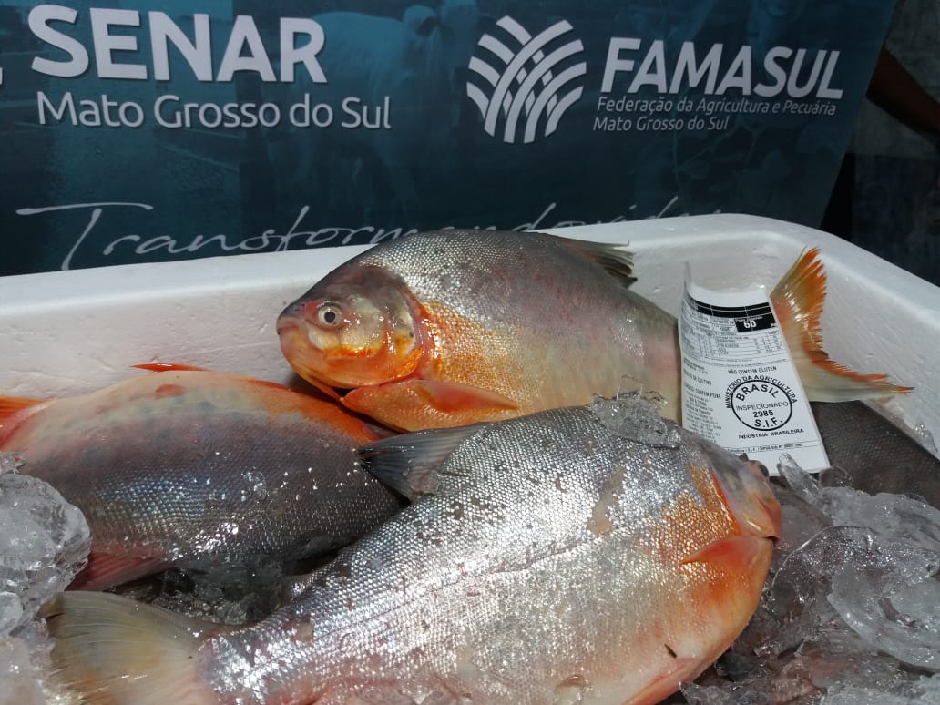Feira do Peixe e Vitrine em Piscicultura destacam importância da cadeia ...